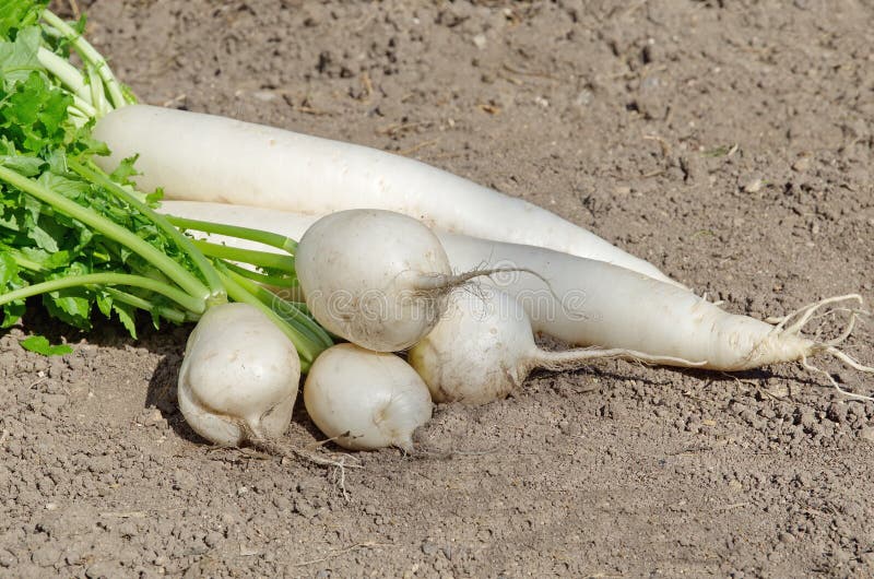 Different Varieties of Daikon Close-up Stock Image - Image of ...