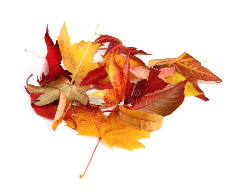 Different Varieties of Dead Tree Leaves in Autumn Stock Image - Image ...