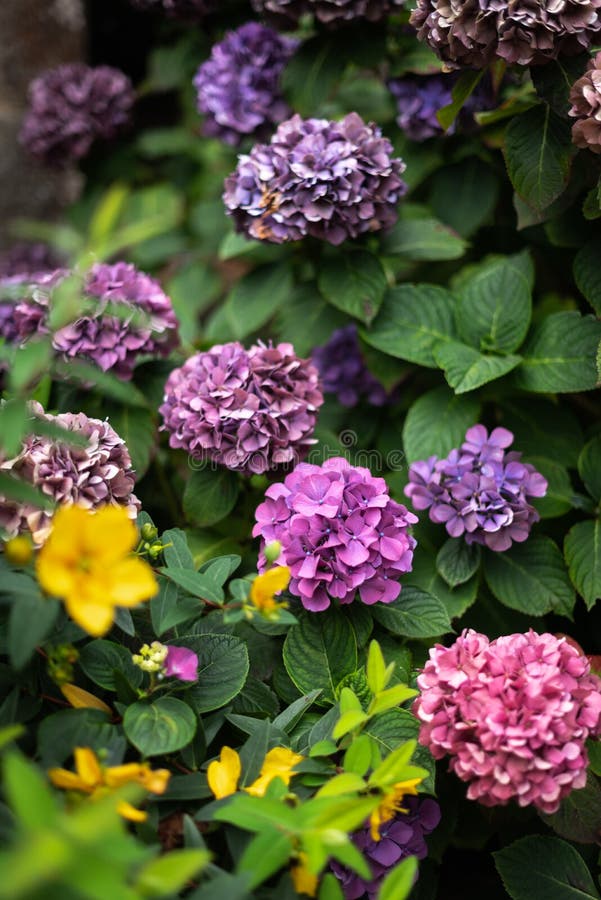 Different Varieties of Hydrangeas Blooming in a Garden Stock Photo ...