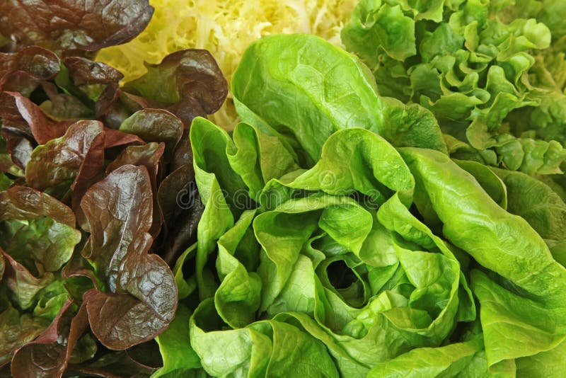 Different Varieties of Lettuce, Batavia, Red and Green Lettuce Stock ...