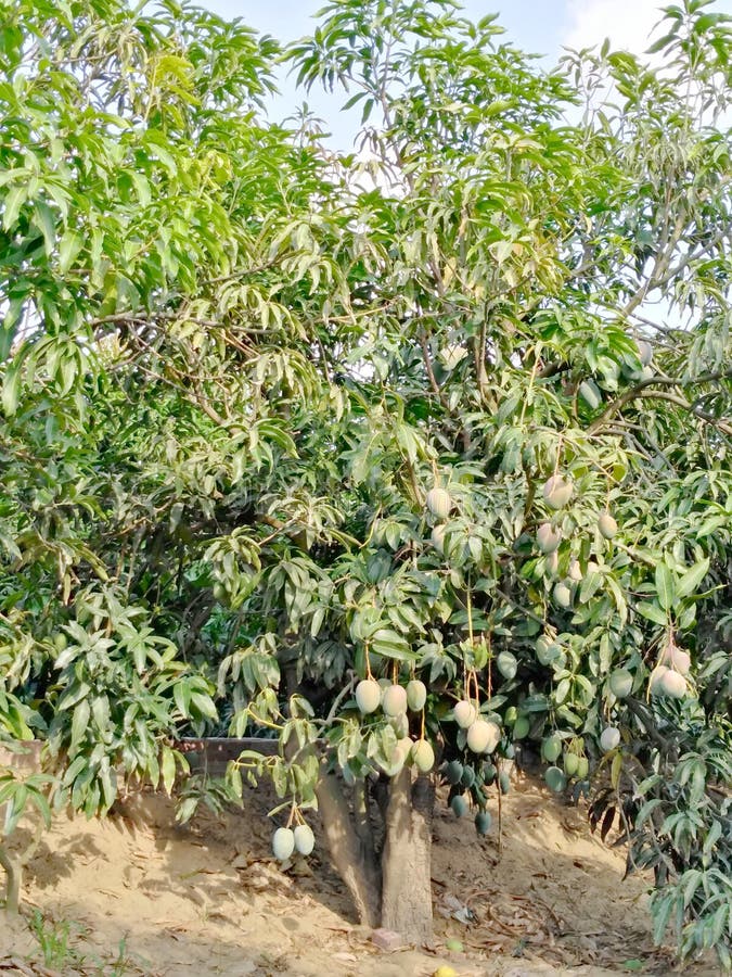 Different Varieties of Mango at the Same Tree Stock Photo - Image of ...