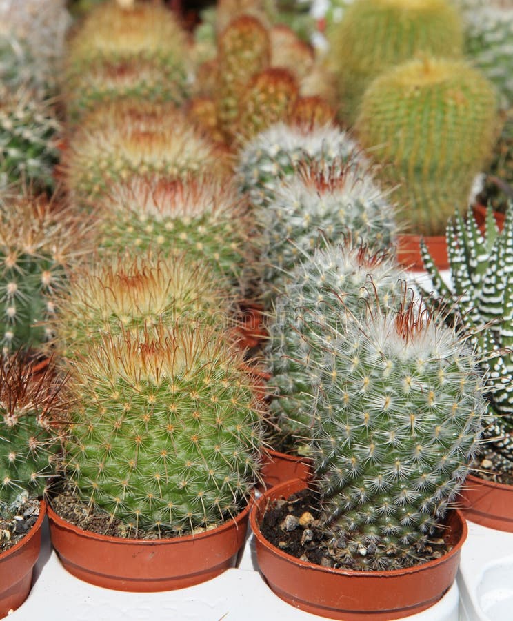 Different Varieties of Mini Cactus in Pot Stock Image - Image of thorny ...