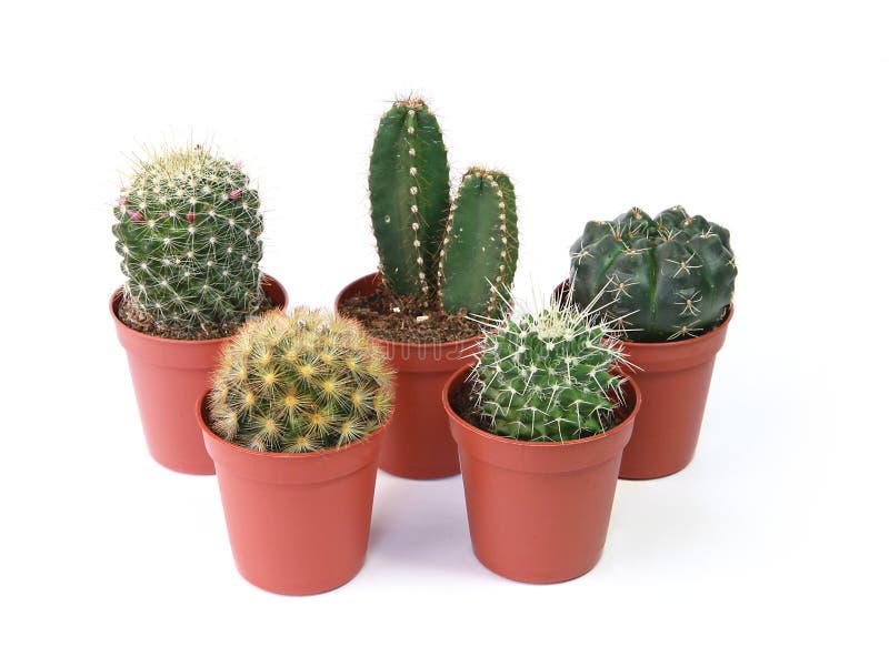 Different Varieties of Mini Cactus in Pot Stock Photo - Image of ...
