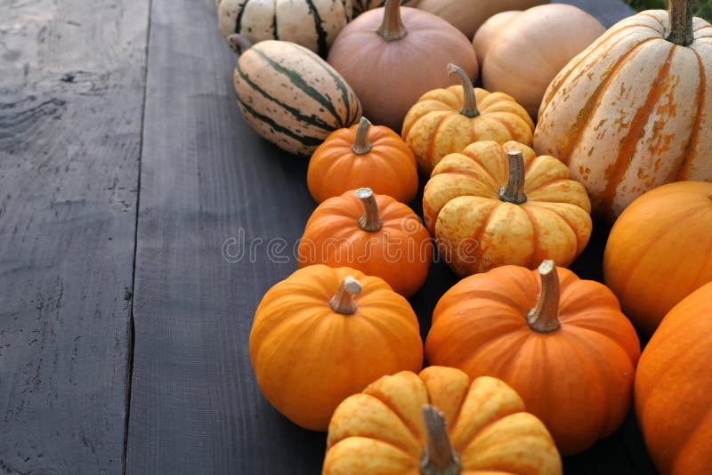 Different Varieties of Mini Pumpkins on Black Wooden Boards Background ...