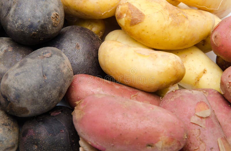 Different Varieties of Potatoes Stock Photo - Image of group, vitelotte ...