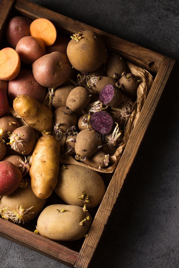 Different Varieties of Potatoes in a Box for Sprouting Stock Photo ...