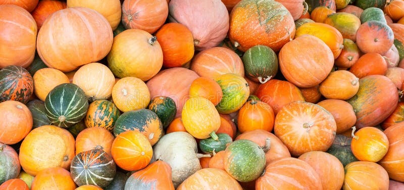 Different Varieties of Pumpkins Stock Photo - Image of garden, natural ...