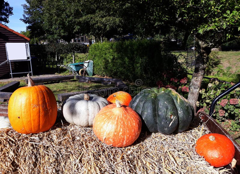 Close Up of Multi-colored Decorative Pumpkins. Stock Photo - Image of ...