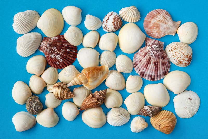 Different Varieties of Sea Shells on a Blue Background. Stock Photo ...