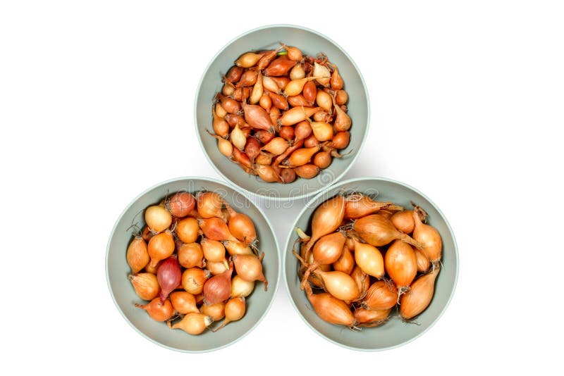 Different Varieties of Small Onions for Planting. Stock Image - Image ...