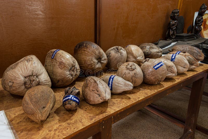 Different Varieties(Species) of Coconuts Arranged on the Table. Stock ...