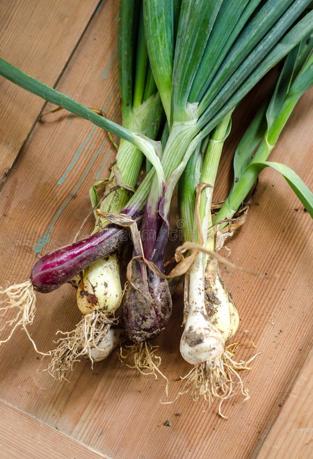 Different Varieties of Spring Onion Stock Image - Image of cuisine ...