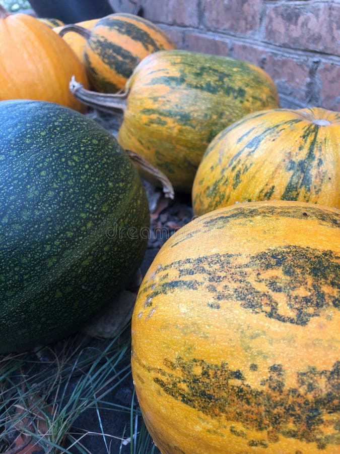 Different Varieties of Squashes and Pumpkins on Straw. Colorful ...