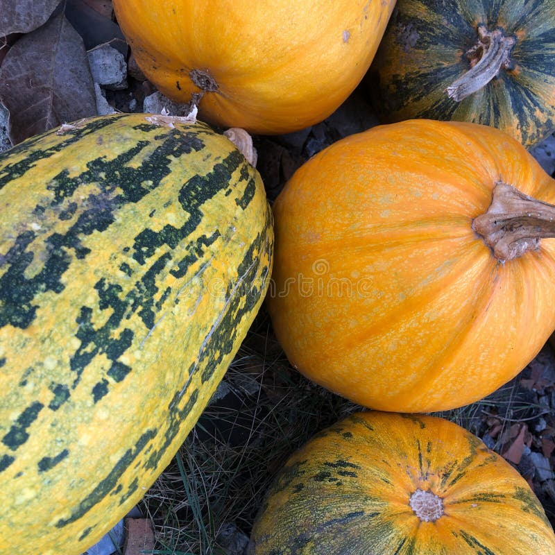 Different Varieties of Squashes and Pumpkins on Straw. Colorful ...
