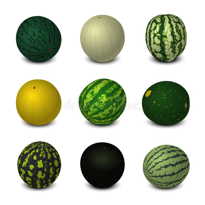 Different Varieties of Watermelons Stock Vector - Illustration of ...
