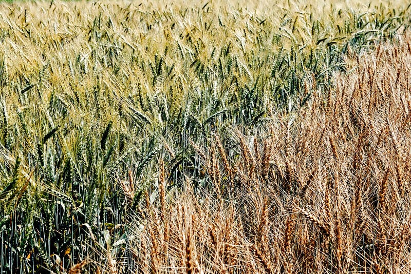 Different Varieties of Wheat 2 Stock Image - Image of cornfield, crop ...