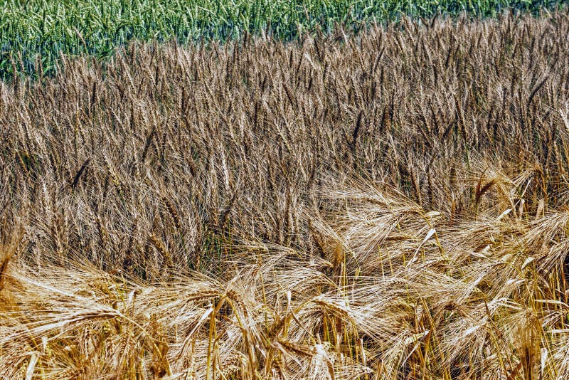 Different Varieties of Wheat Stock Photo - Image of healthy, nature ...