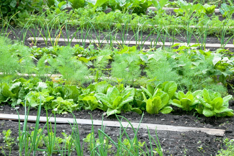 Different Vegetables on a Patch Stock Photo - Image of earth ...