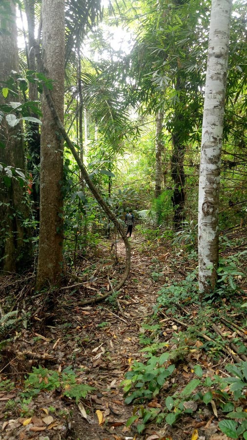 A Different View of the Forest Inside the National Park Area Stock ...