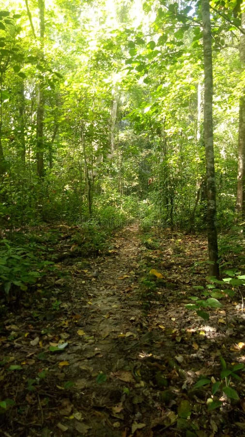A Different View of the Forest Inside the National Park Area Stock ...
