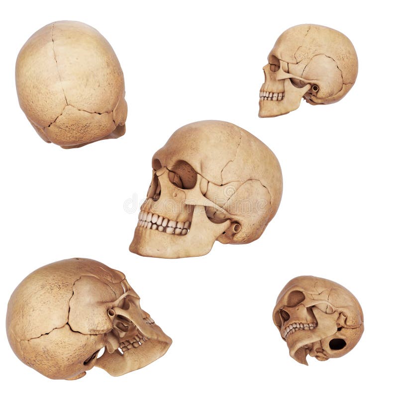 Different view of skulls stock illustration. Illustration of icon ...