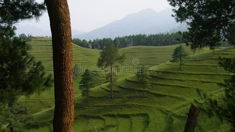 Different View with Tree in Foreground and Green Hill with Layers and ...