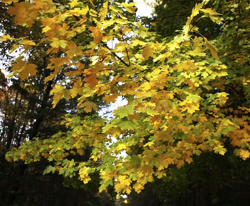 Different Views of Autumn Scenery Stock Photo - Image of plant, road ...