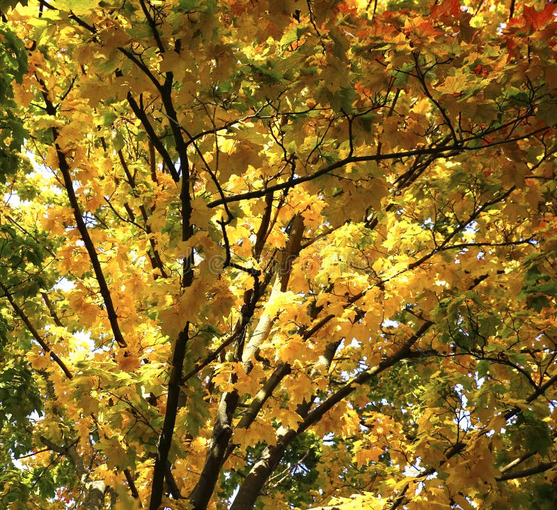 Different Views of Autumn Scenery Stock Image - Image of landscape ...