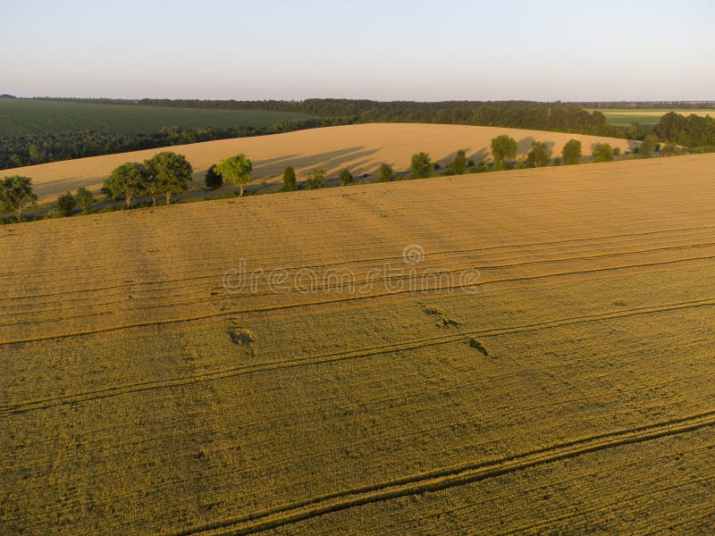 Different Wheat in One Field Stock Image - Image of sunny, space: 262536459