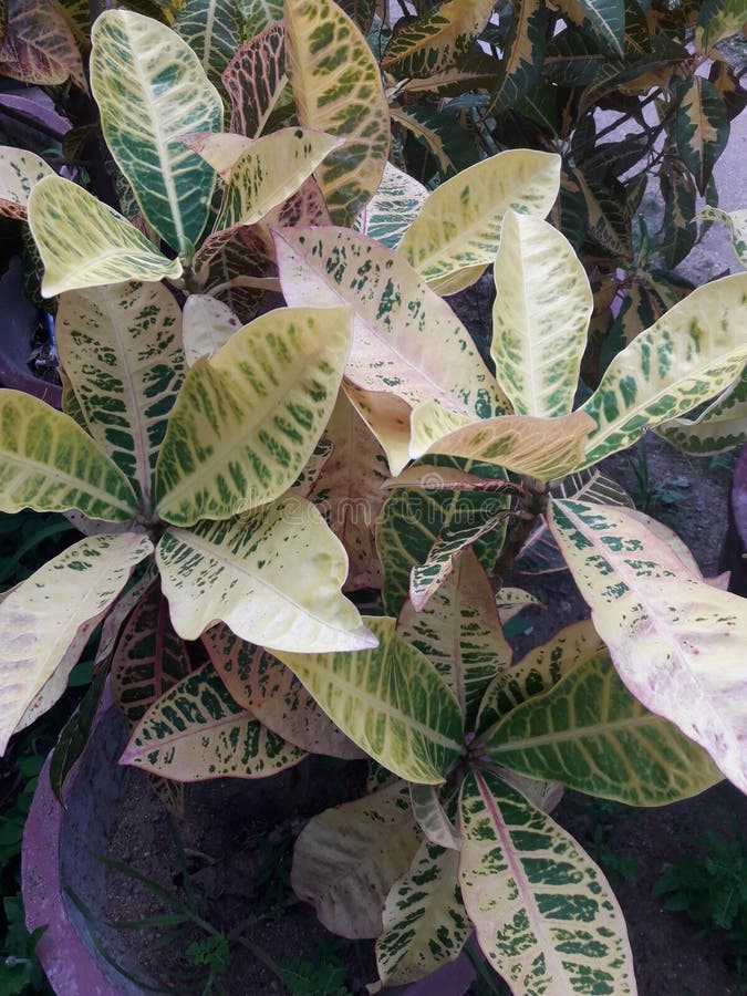 A Different Wide Multi Colour Croton Tree. Stock Photo - Image of multi ...