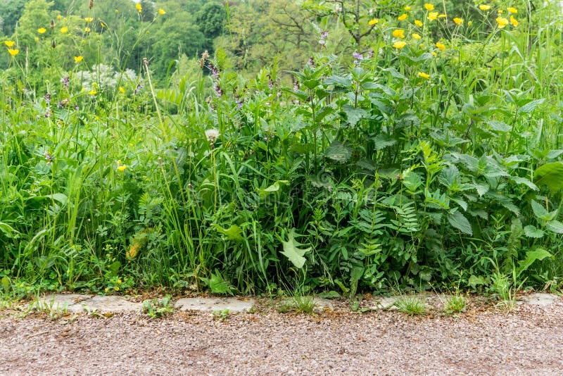 Different wild plants stock photo. Image of garden, path - 124537500
