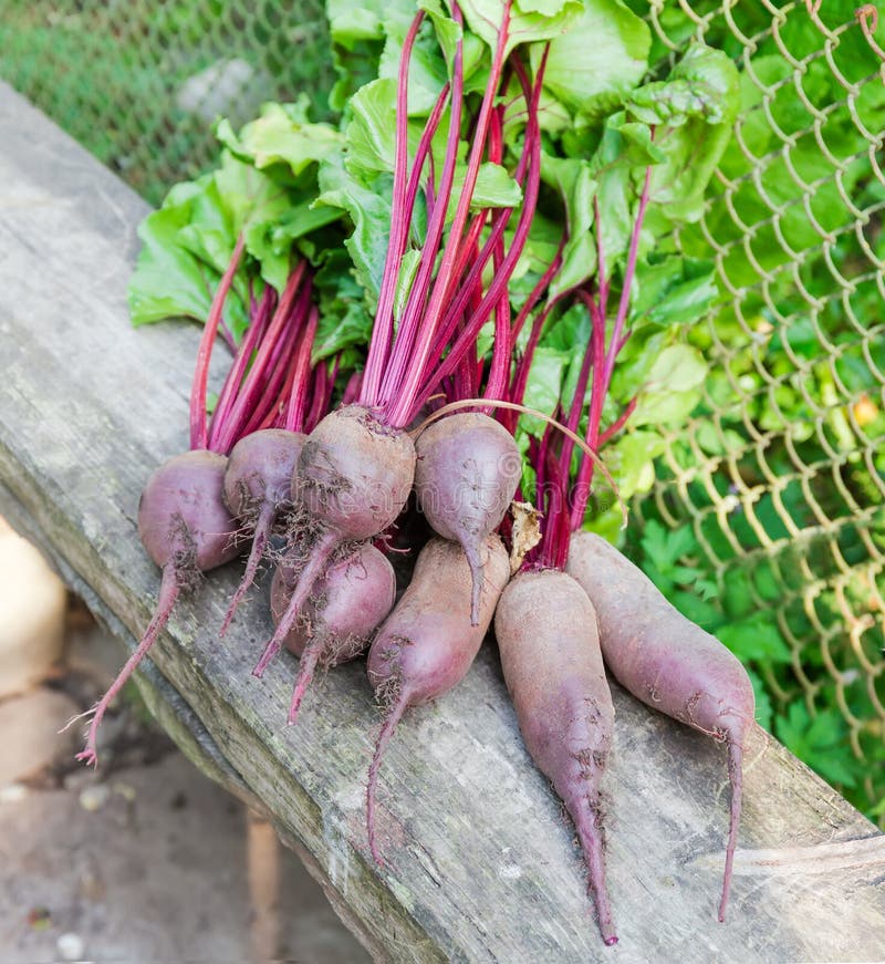 Different Young Red Beetroots with Leaves on the Wooden Plank Stock ...