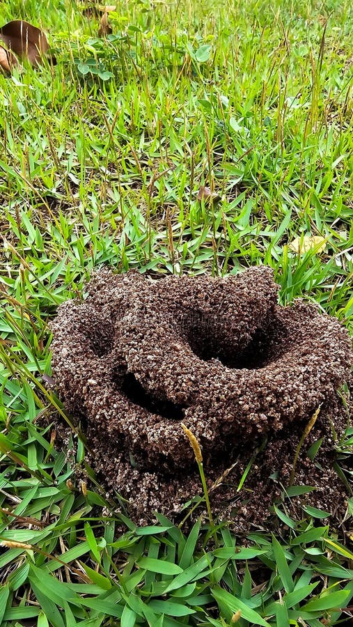 Differentiated Entrance of Anthill on Grasses Stock Image - Image of ...