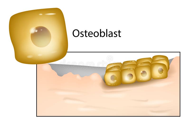 Illustration Showing a Osteoblasts Cells. Osteoblasts and Their ...