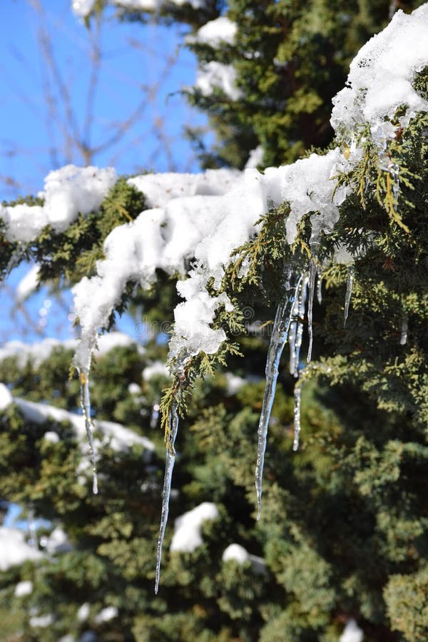 Icicles on the Tree stock image. Image of hazards, falling - 210470307