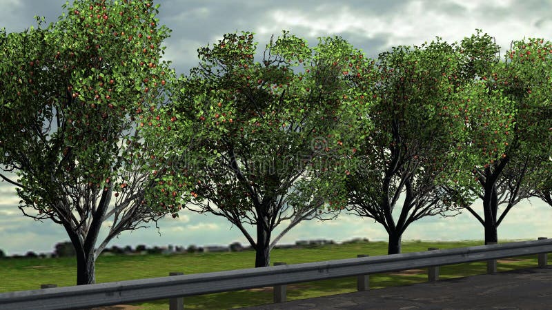 Red Delicious Apple Trees on the Roadside Stock Photo - Image of ...