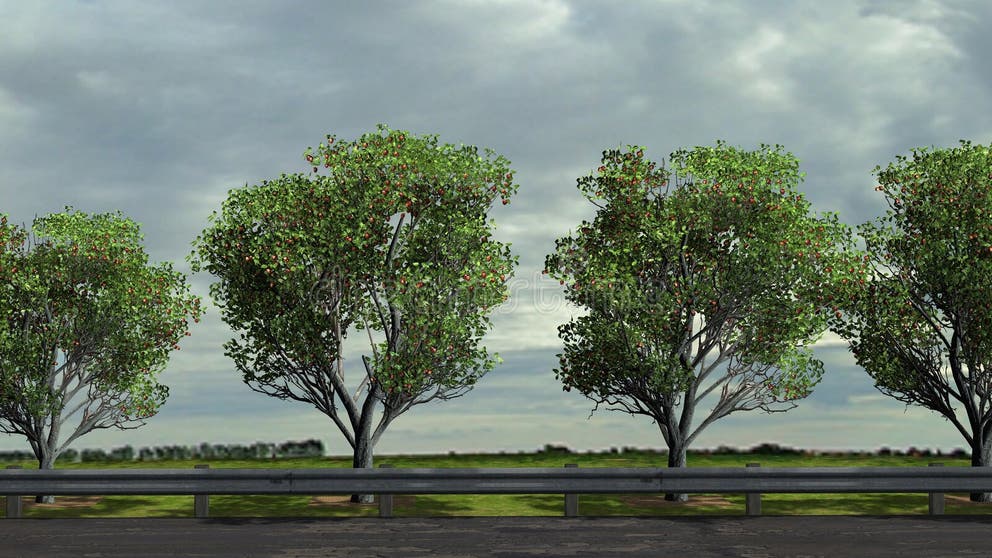 Red Delicious Apple Trees on the Roadside Stock Photo - Image of ...