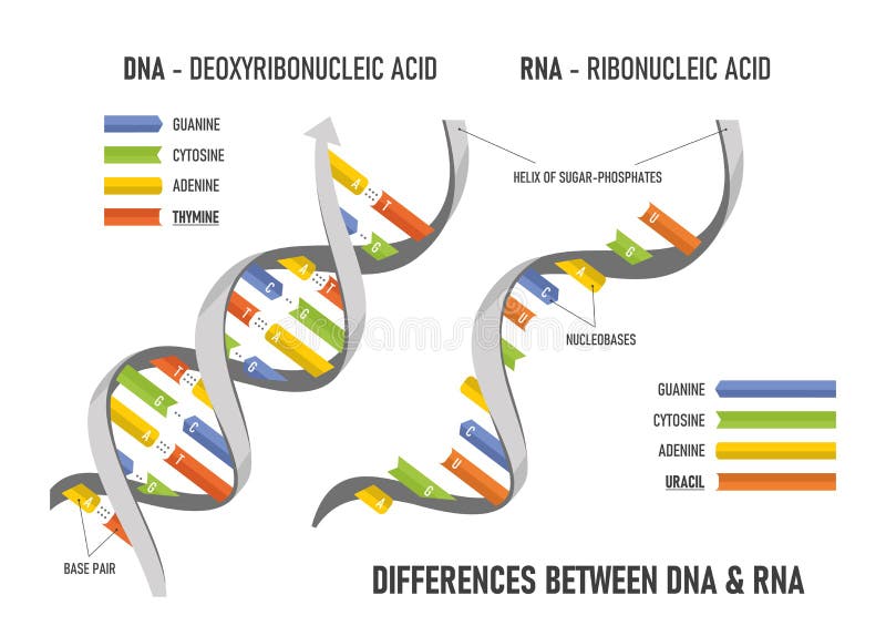 Differenza Tra Dna E Rna. Struttura Del Dna E Del Rna. Illustrazione ...