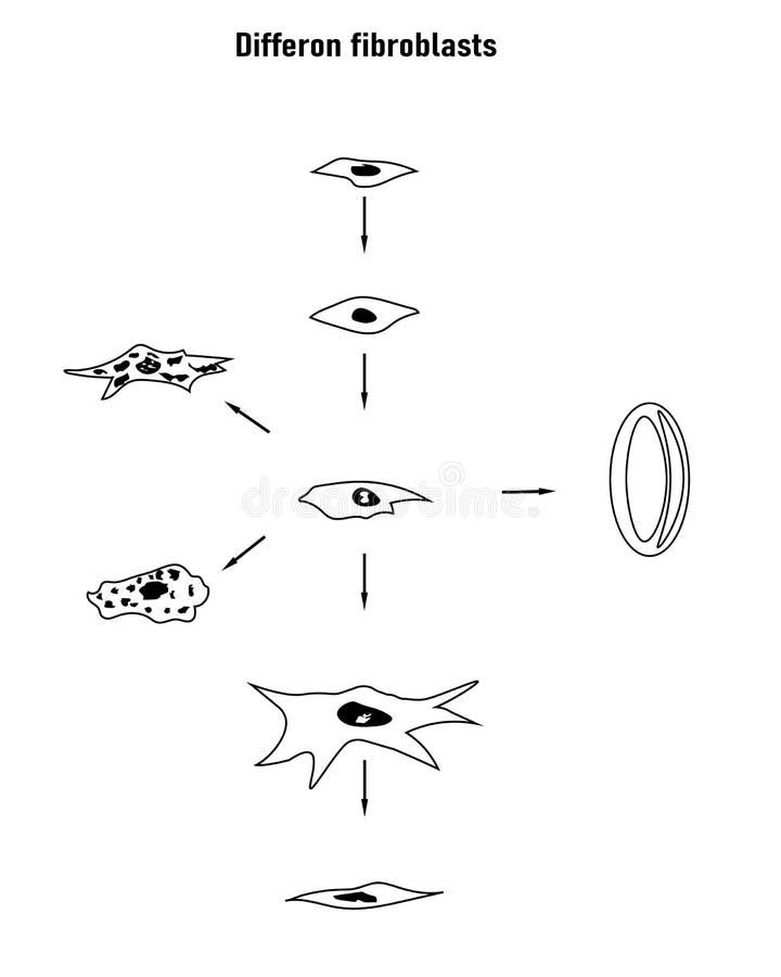 Differon Fibroblasts Scheme, Formation of the Extracellular Matrix ... Differon Fibroblasts Scheme, Formation of the Extracellular Matrix ...