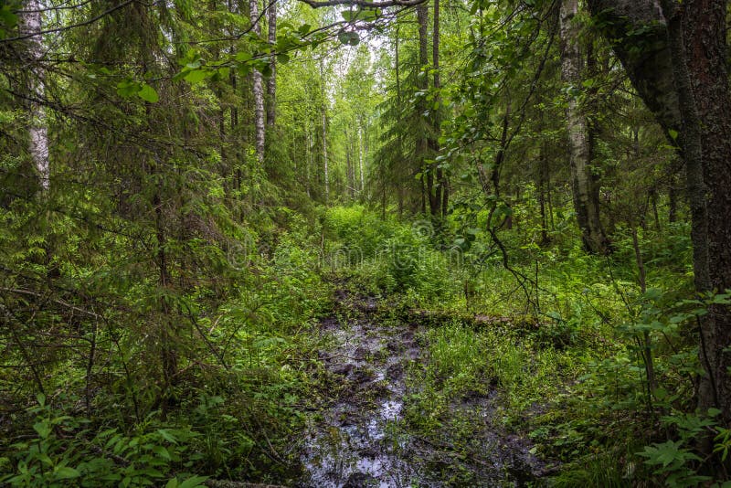 Difficult forest road. stock image. Image of trail, green - 103342977