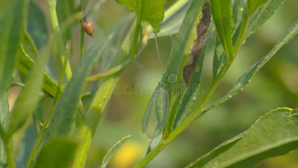Secretive elf insect stock photo. Image of insect, lawn - 237726880