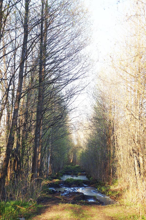 Difficult Road in the Woods Stock Photo - Image of branch, impenetrable ...