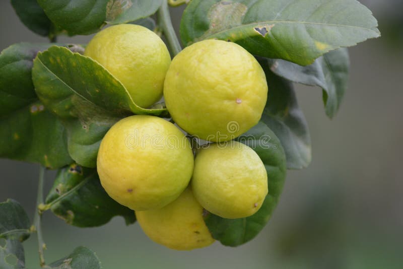 A Big Lime Plant with Grren Garden Stock Photo - Image of breasted ...