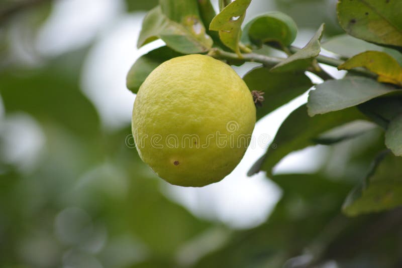 A Big Lime Plant With Grren Garden Stock Image - Image of flower ...