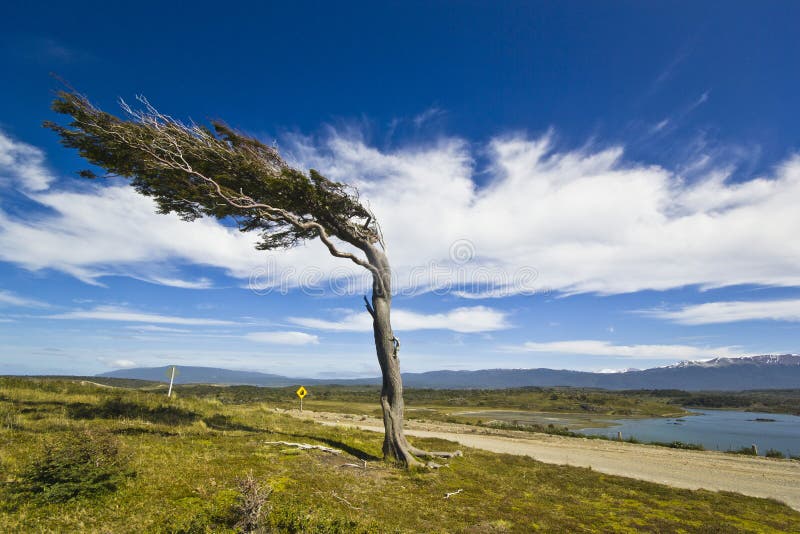 Difforme Par L'arbre De Vent Dans Le Patagonia Terre De Feu Image stock ...