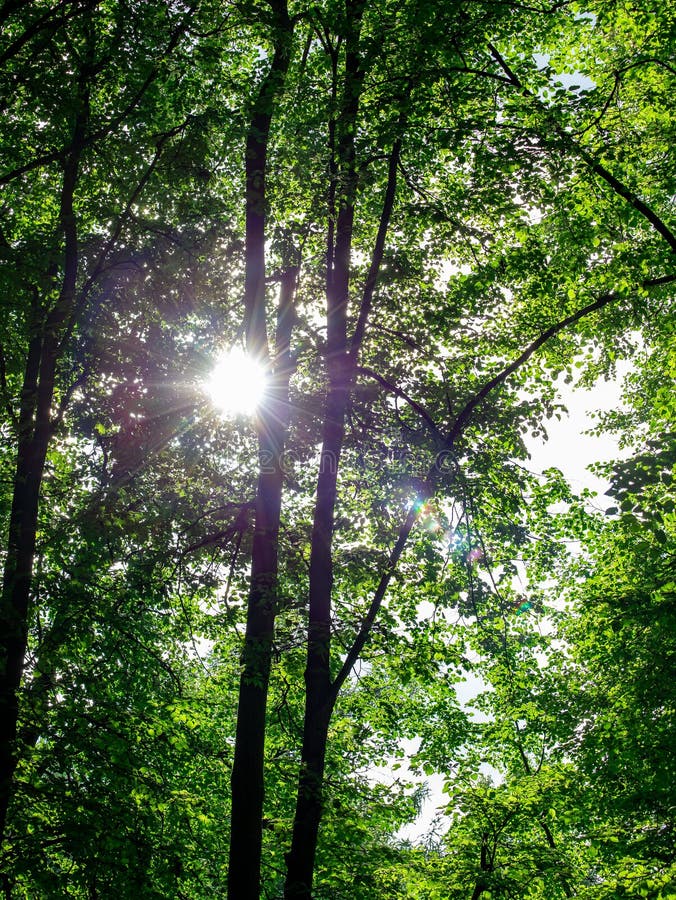 Diffraction of a Beam of Light Penetrating through the Dense Crowns of ...