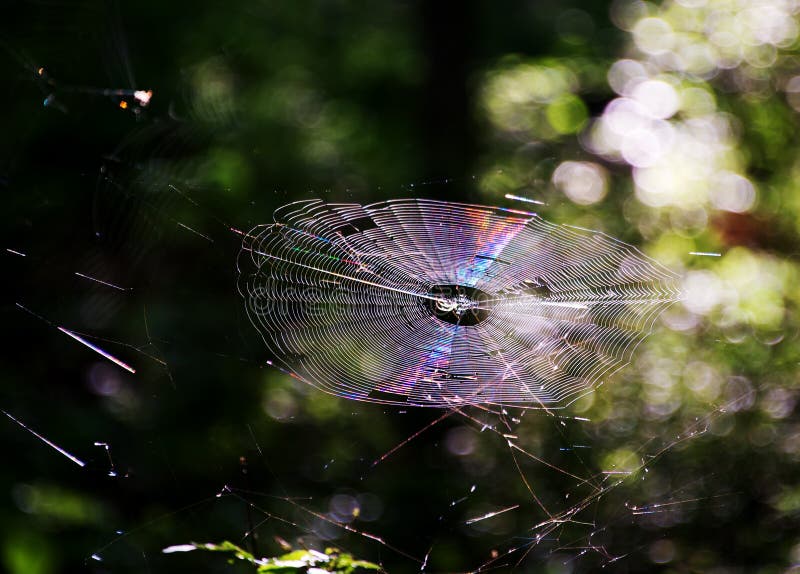 Diffraction of Sunlight on a Spiderweb Stock Image - Image of pattern ...