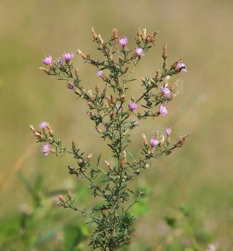 Diffuse Knapweed with Pink Flowers, Centaurea Diffusa Stock Image ...
