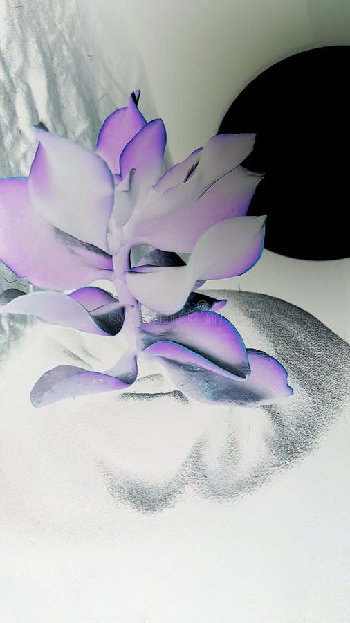 Diffused Light / Cactus Plants Editorial Photography - Image of cactus ...