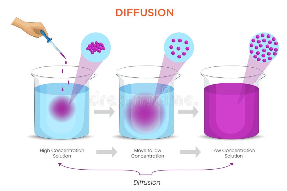 Diffusion Movement of Particles from High To Low Concentration Stock ...
